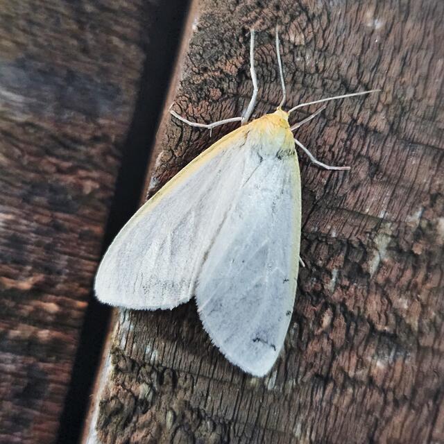 Delicate Cycnia or Dogbane Tiger Moth Cycnia tenera Hübner, 1818 ...