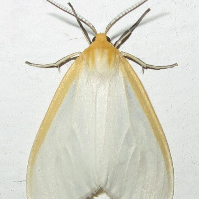 Delicate Cycnia or Dogbane Tiger Moth Cycnia tenera Hübner, 1818 ...