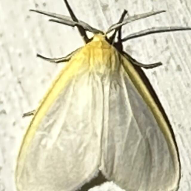 Delicate Cycnia or Dogbane Tiger Moth Cycnia tenera Hübner, 1818 ...