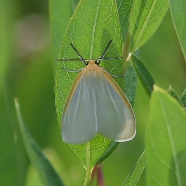 Delicate Cycnia or Dogbane Tiger Moth Cycnia tenera Hübner, 1818 ...