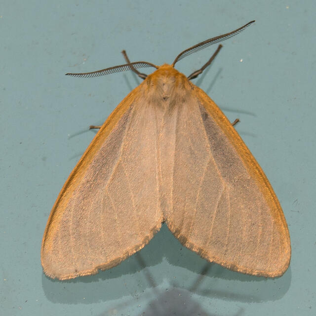 Delicate Cycnia or Dogbane Tiger Moth Cycnia tenera Hübner, 1818 ...