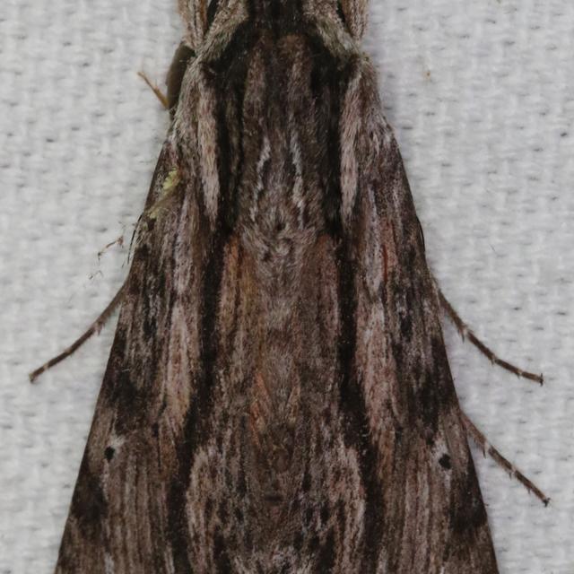 Obscure sphinx Erinnyis obscura (Fabricius, 1775) | Butterflies and ...