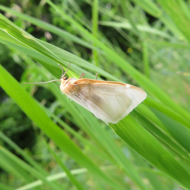 Delicate Cycnia or Dogbane Tiger Moth Cycnia tenera Hübner, 1818 ...
