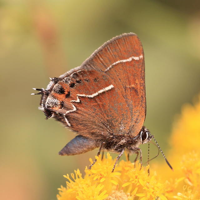Thicket Hairstreak Callophrys spinetorum (Hewitson, 1867) | Butterflies ...